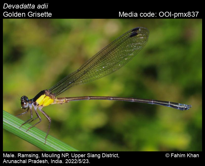 Devadatta adii | Odonata